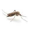 Anopheles Mosquito Identification & Info | Control for Mosquitoes
