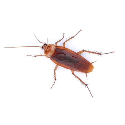 Common Cockroaches in Atlanta, GA | Inspect-All Pest Services - Pest ...