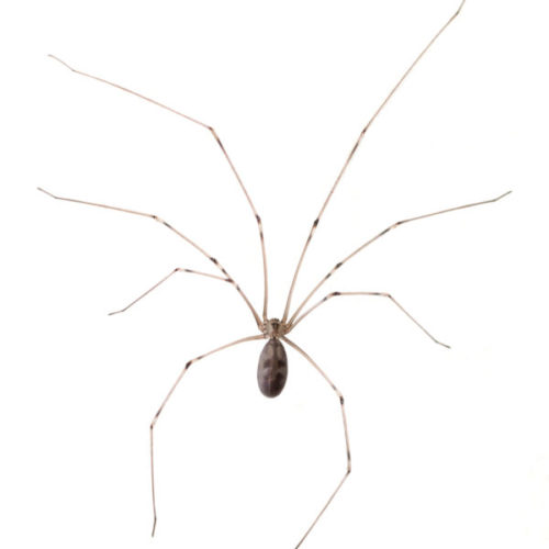Common Spiders in Atlanta, GA | Inspect-All Pest Services - Pest ...
