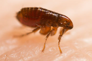 Why You Should Get Rid of Fleas in Your Home | Inspect-All Pest ...